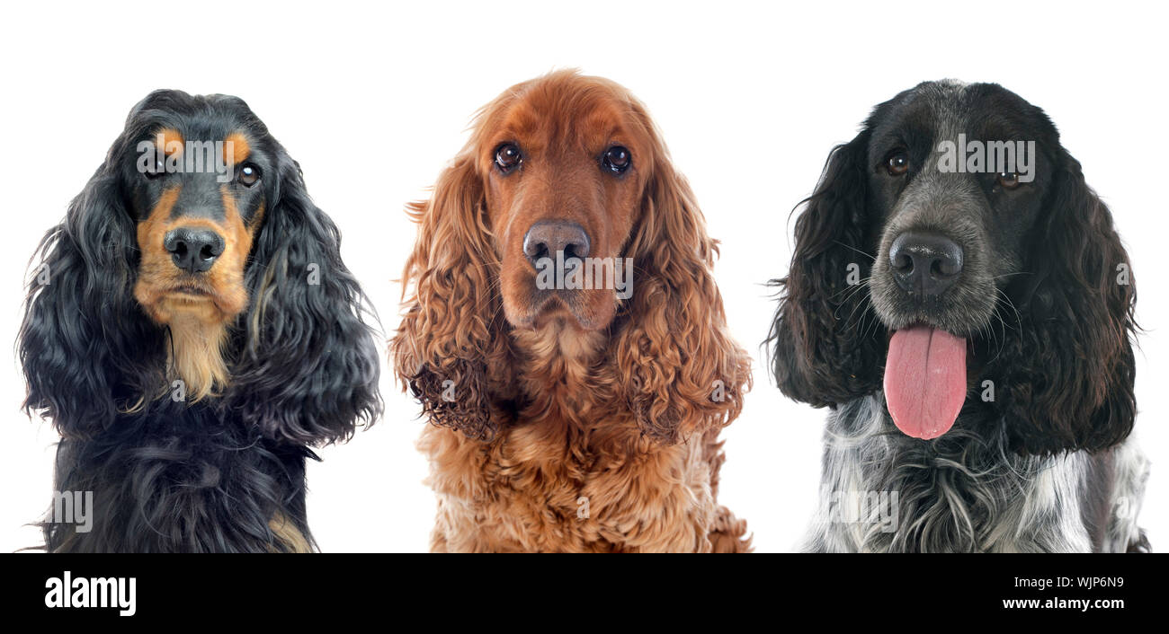 portrait of a purebred english cocker in a studio Stock Photo - Alamy