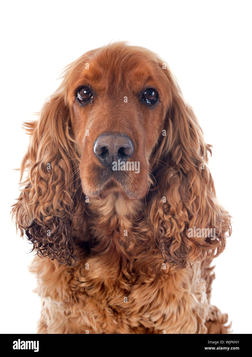 portrait of a purebred english cocker in a studio Stock Photo - Alamy