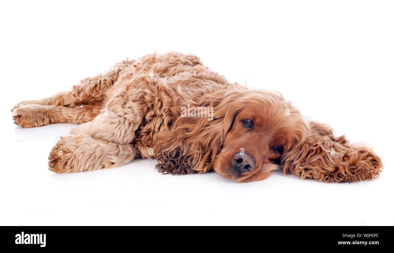 portrait of a purebred english cocker in a studio Stock Photo - Alamy