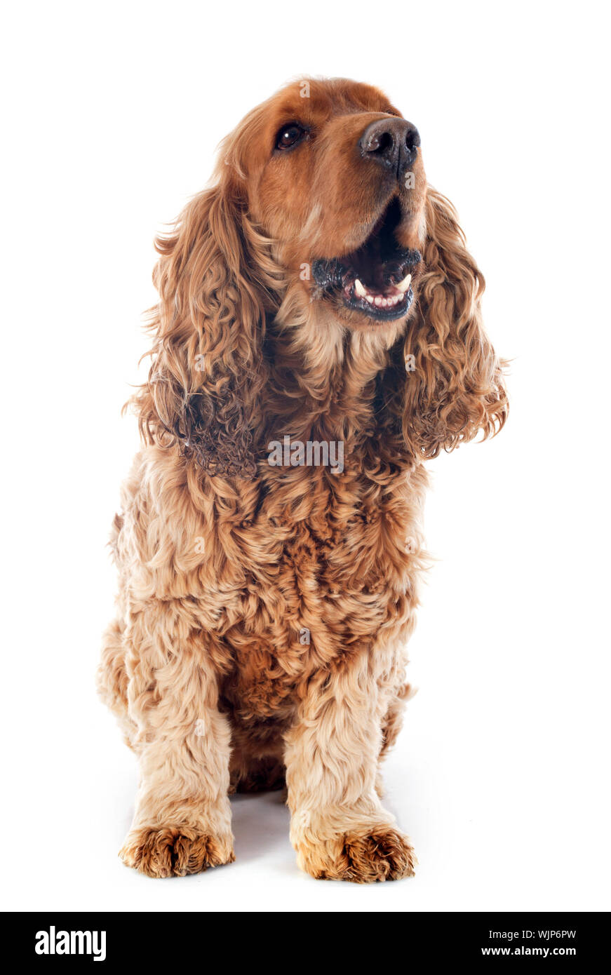 portrait of a purebred english cocker in a studio Stock Photo - Alamy
