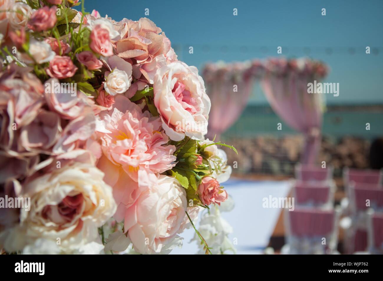 Sea roses hi-res stock photography and images - Alamy