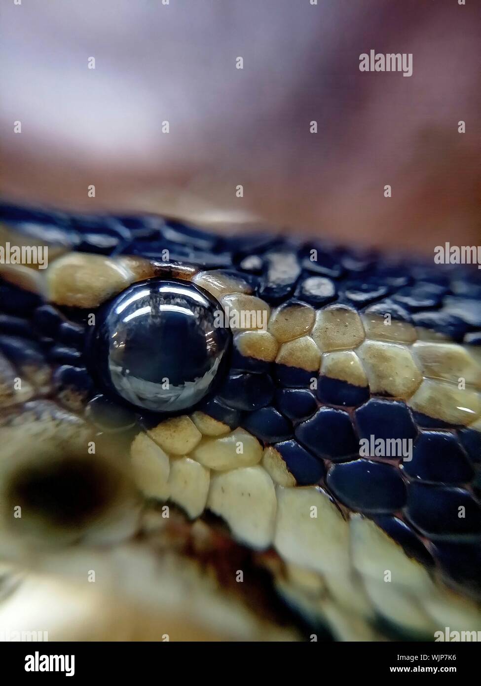 Selective eye focus hi-res stock photography and images - Alamy