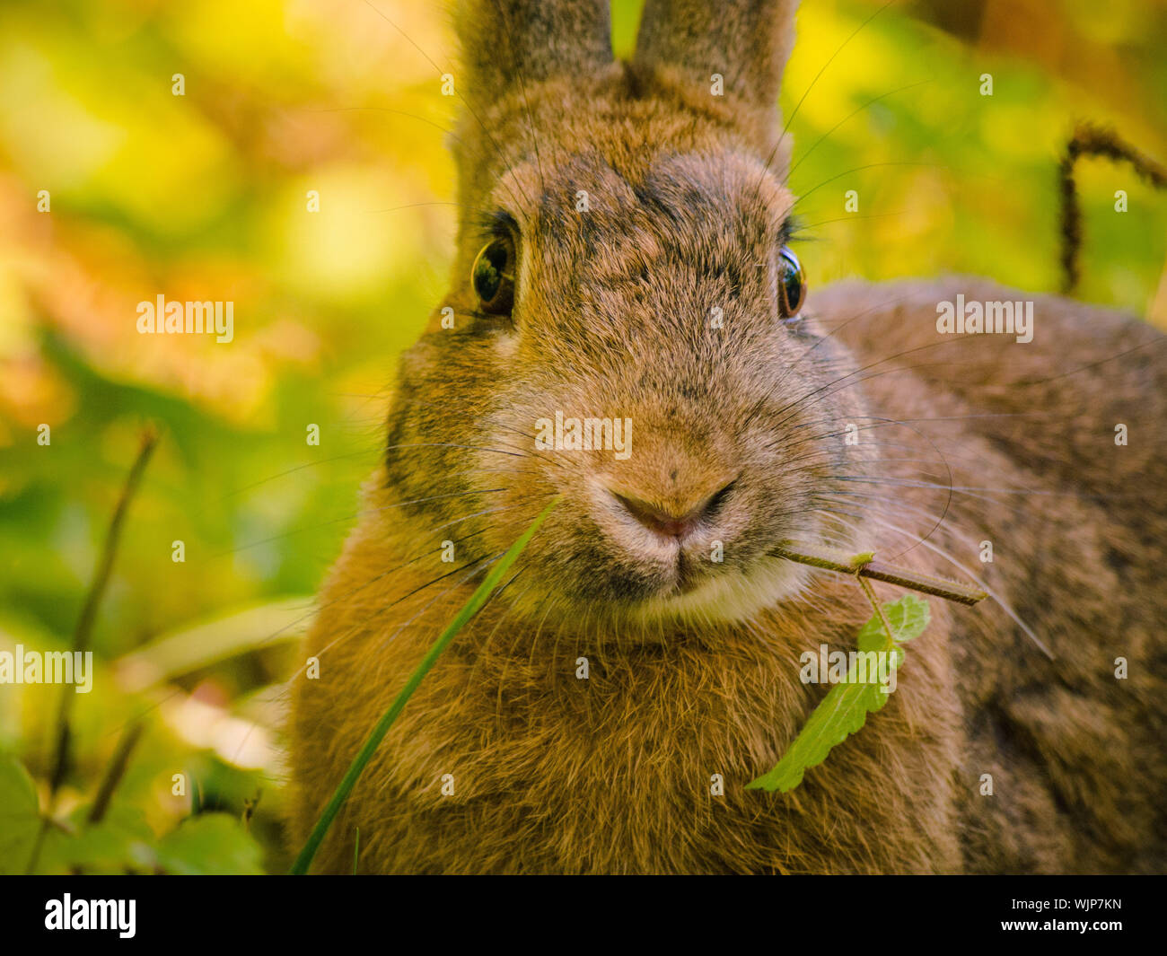 Wild rabbit brown color hi-res stock photography and images - Alamy