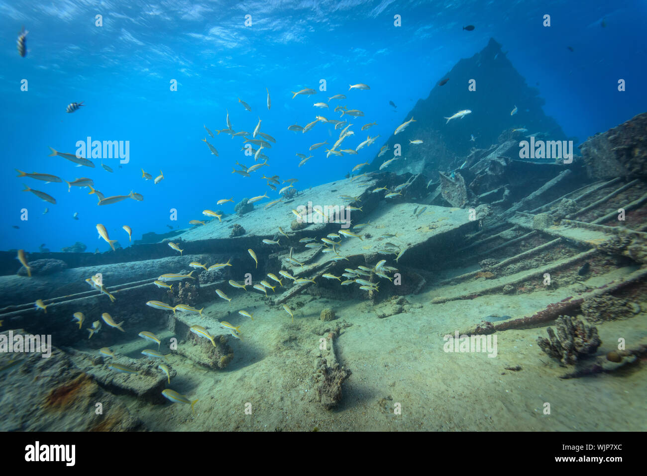 Shipwreck animals hi-res stock photography and images - Alamy