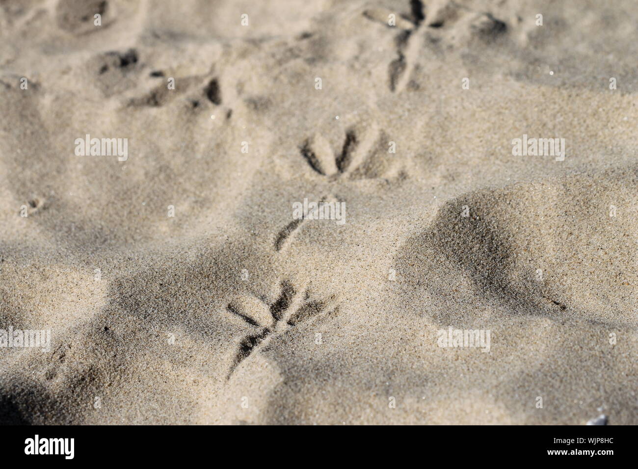 Bird tracks sand hi-res stock photography and images - Alamy