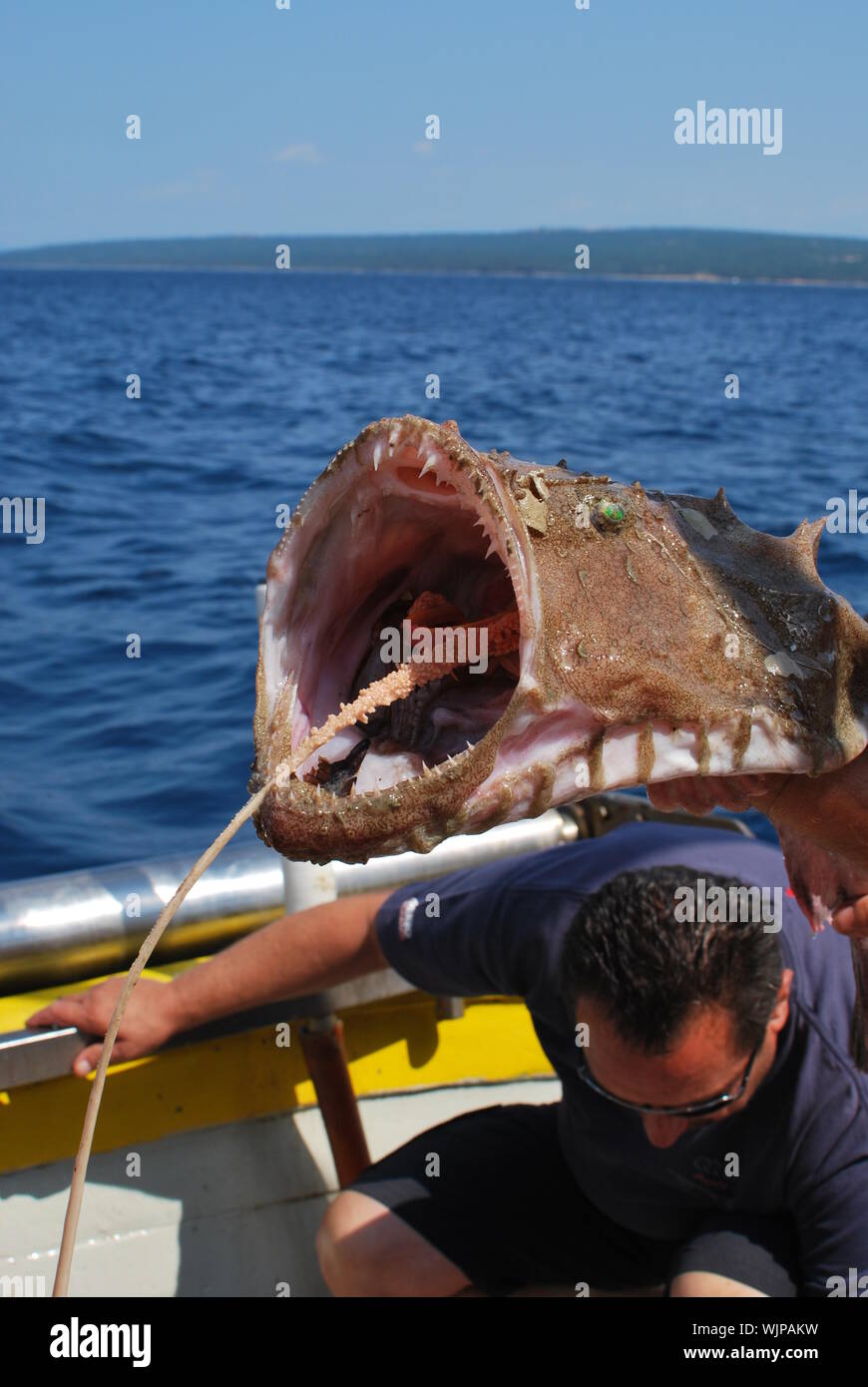 Dead fish in the sea hi-res stock photography and images - Alamy