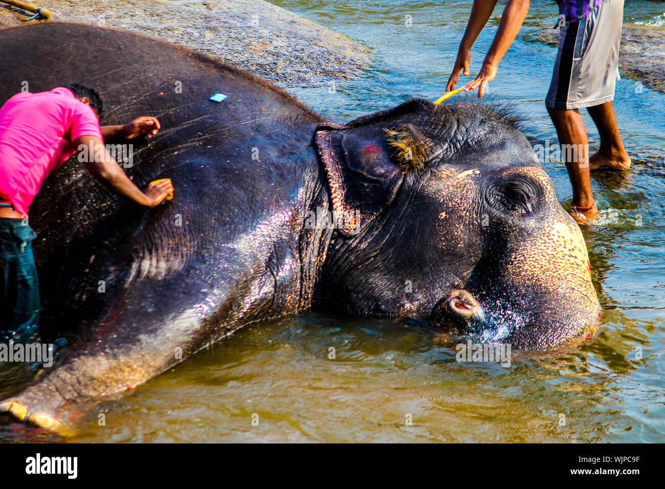 Cleaning elephant hi-res stock photography and images - Alamy