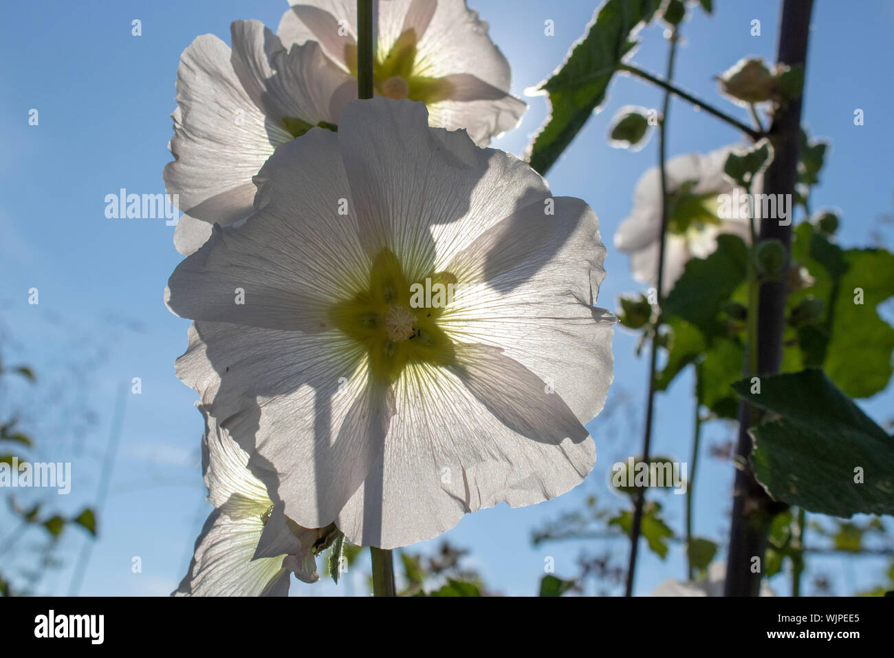 Close up shoot of white hollyhock (Alcea rosea) flower. The sky in the ...