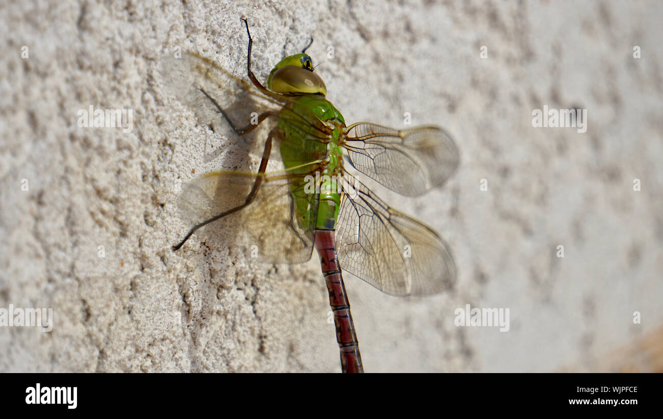 Anisoptera Anax junius, Green Darner female dragonfly, or damselfly, or ...