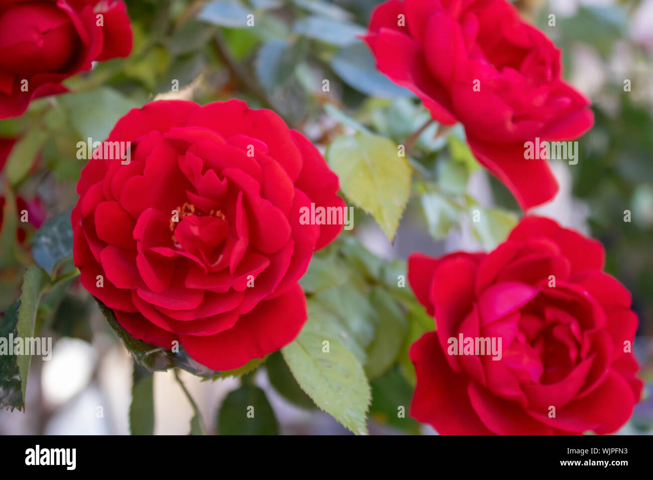 China Rose Flower High Resolution Stock Photography and Images - Alamy