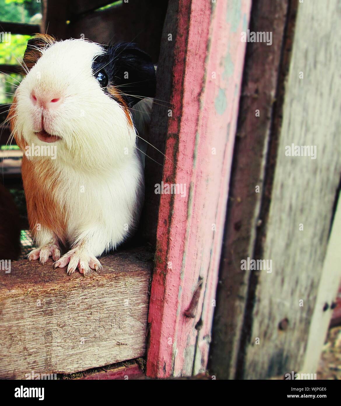 View Of Guinea Pig Stock Photo - Alamy
