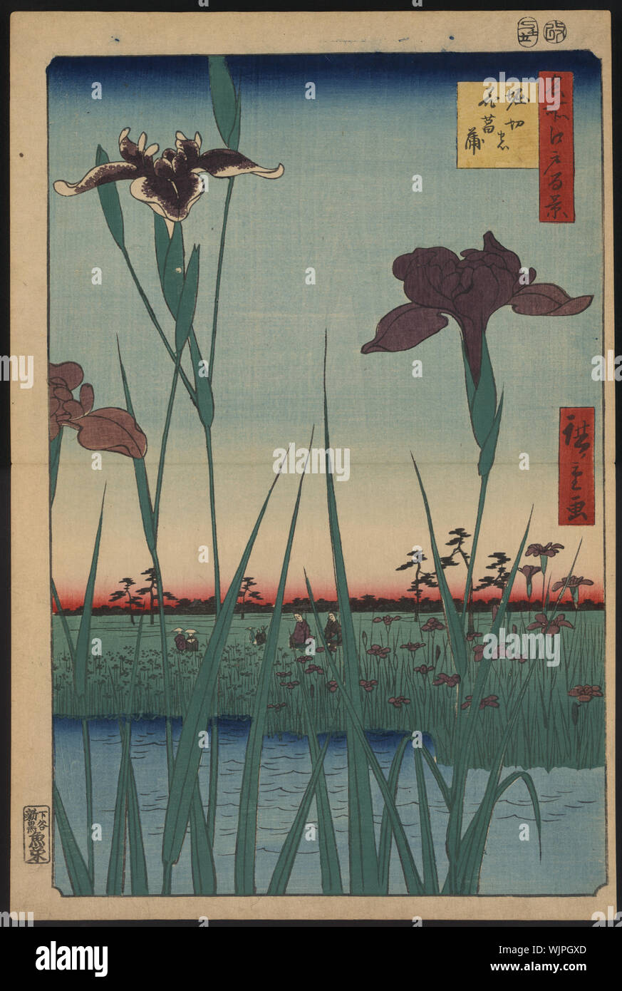 Horikiri no hanashobu hi-res stock photography and images - Alamy