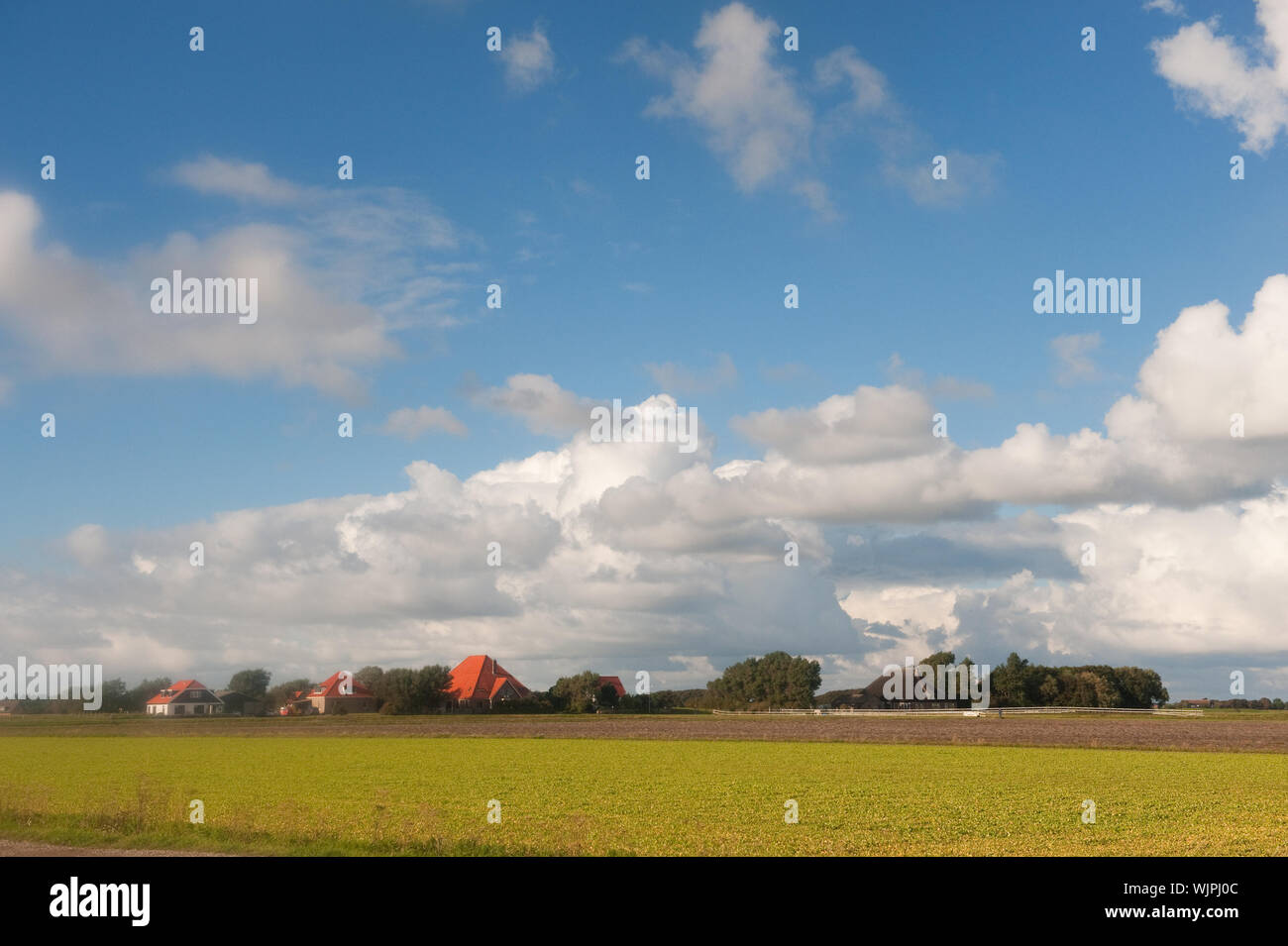 Typical Dutch landscape with farmhouse and green fields Stock Photo - Alamy