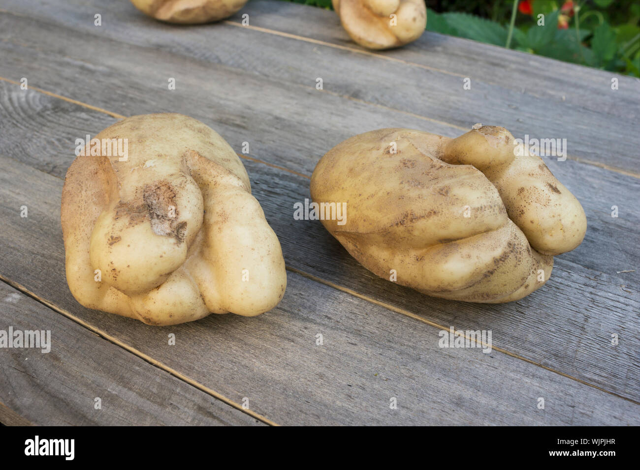 Ugly potatoes hi-res stock photography and images - Alamy