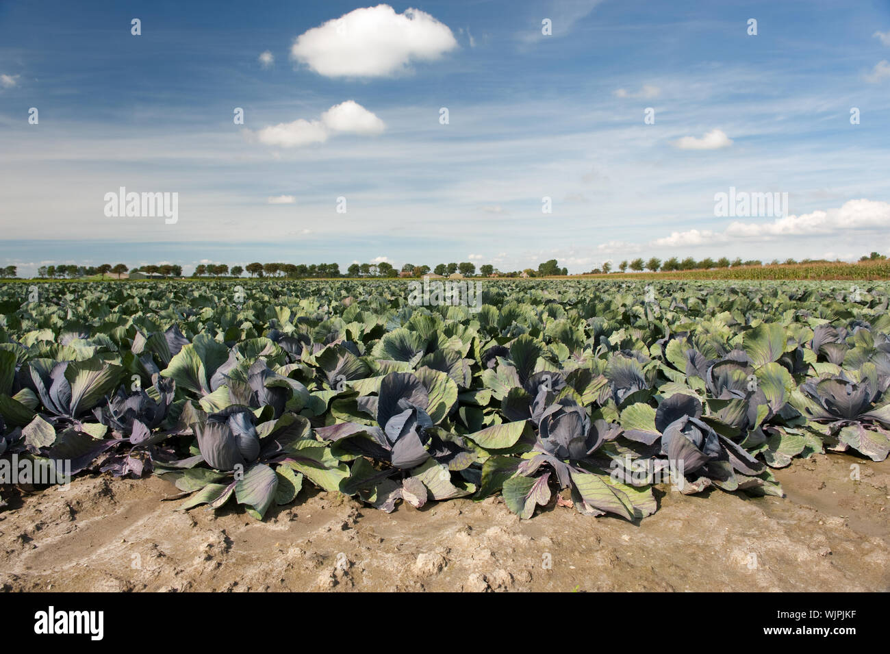Dutch cabbages hi-res stock photography and images - Alamy