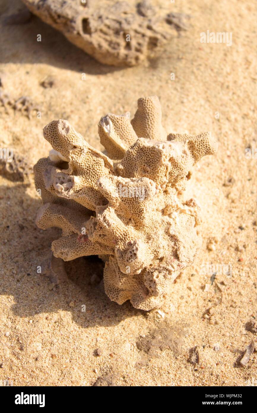Dead coral up on beach hi-res stock photography and images - Alamy