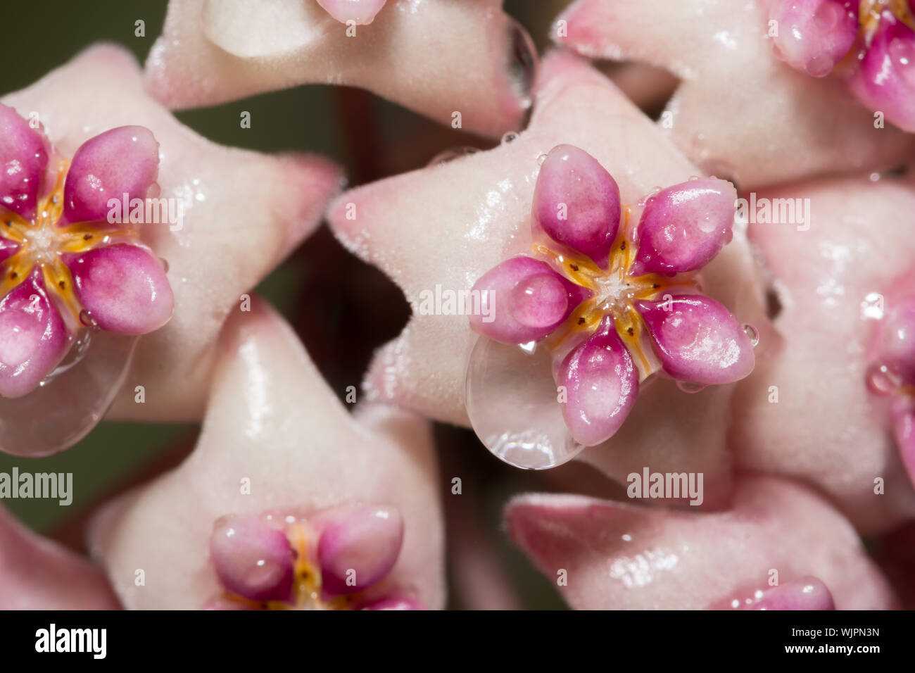 Hoya flowers hi-res stock photography and images - Alamy