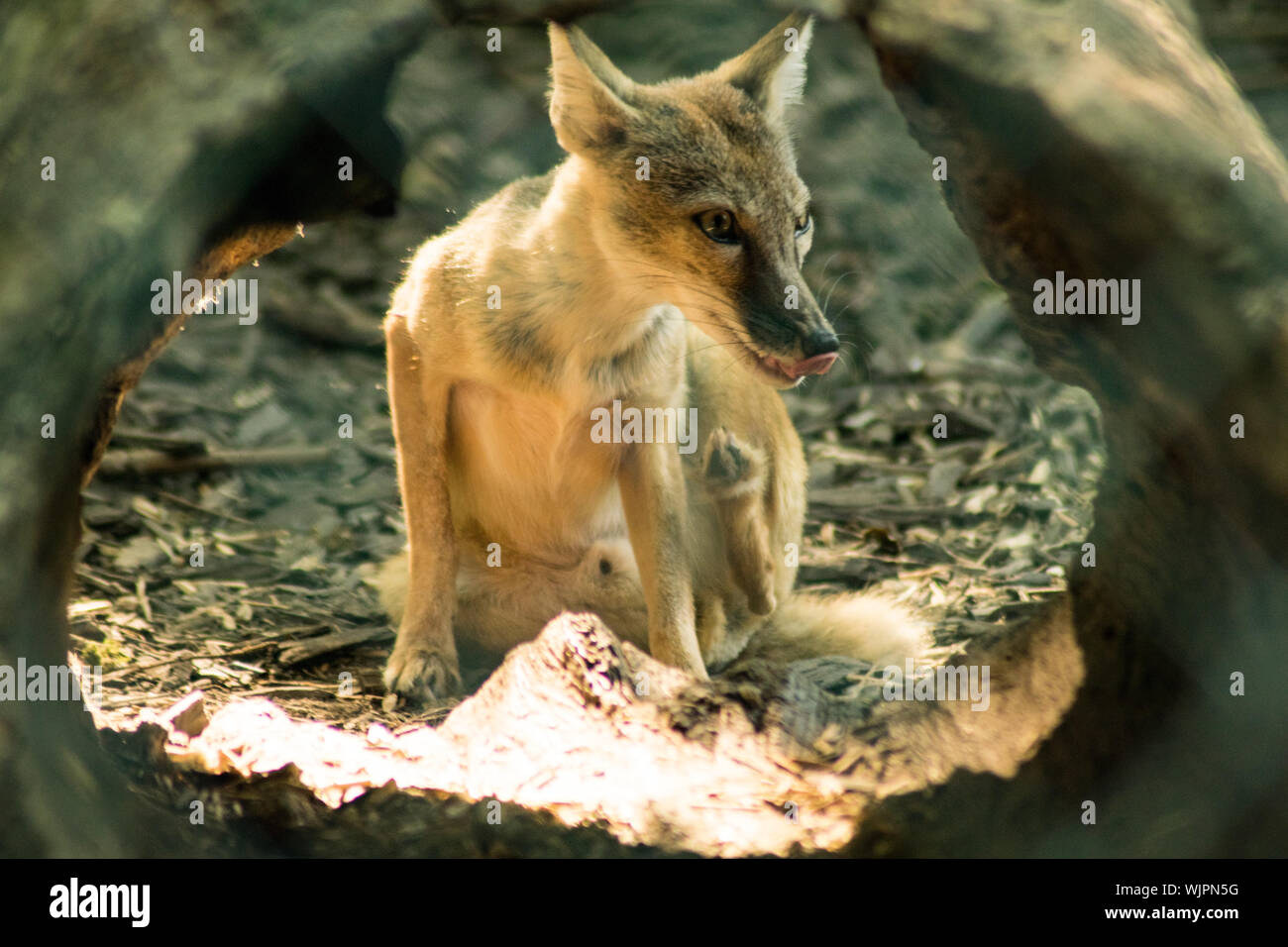 Fox Hole High Resolution Stock Photography and Images - Alamy