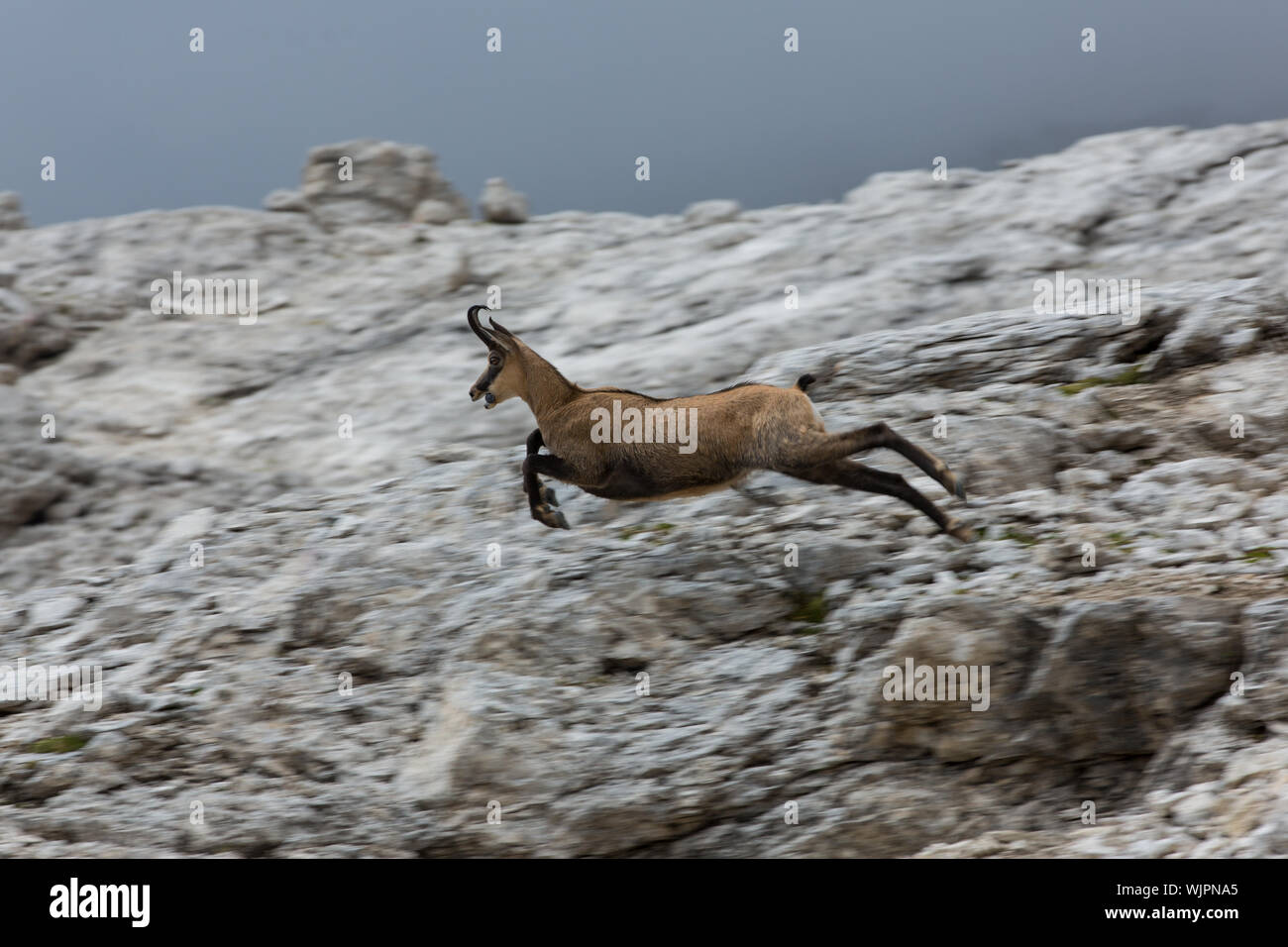 Mountain goat jumping hi-res stock photography and images - Alamy