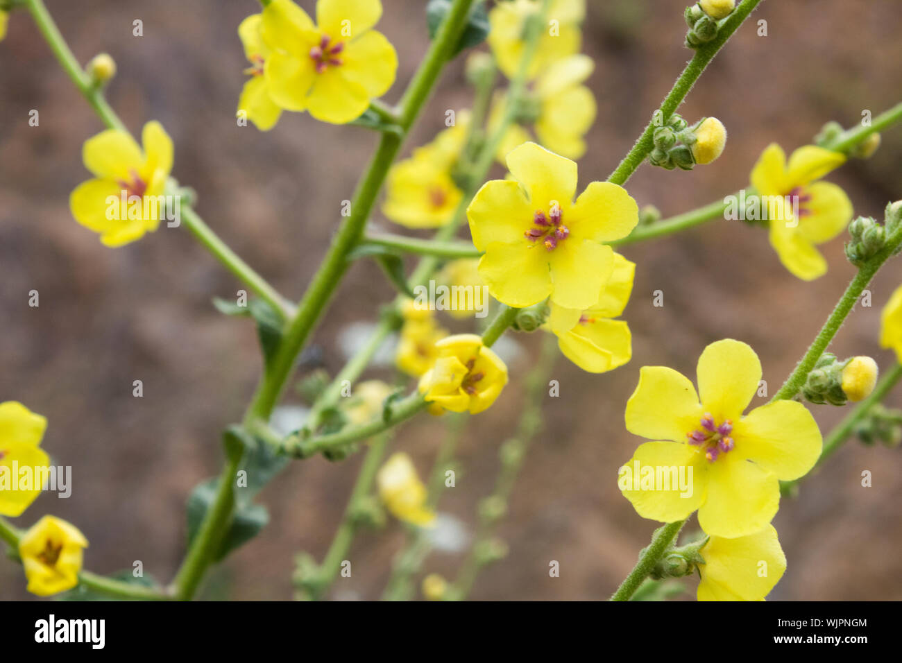 White moth mullein verbascum blattaria hi-res stock photography and ...