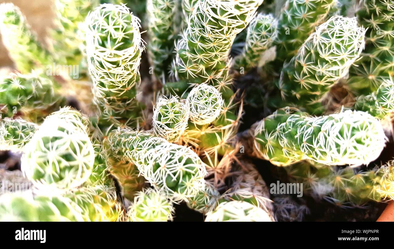 New growth on cactus hi-res stock photography and images - Alamy