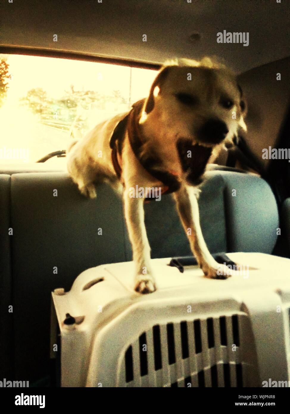 Angry looking dog hi-res stock photography and images - Alamy