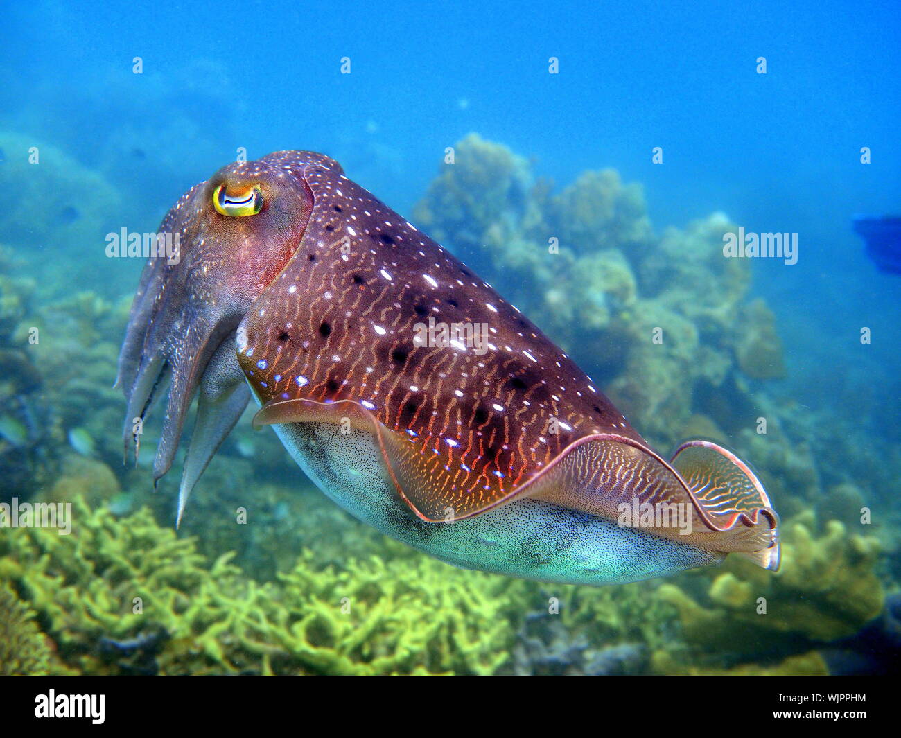 Cuttlefish swimming hi-res stock photography and images - Alamy