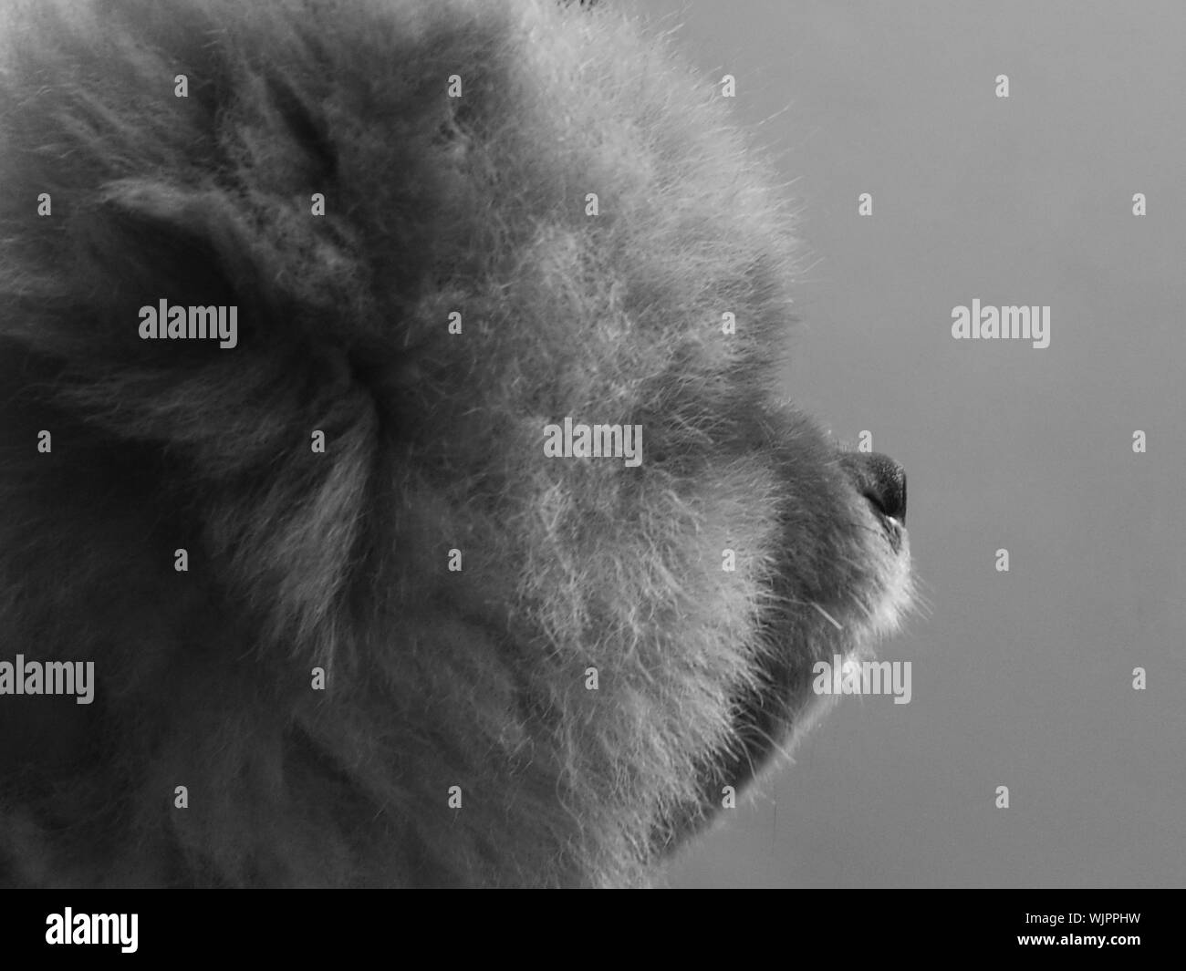 Dog side profile of head hi-res stock photography and images - Alamy