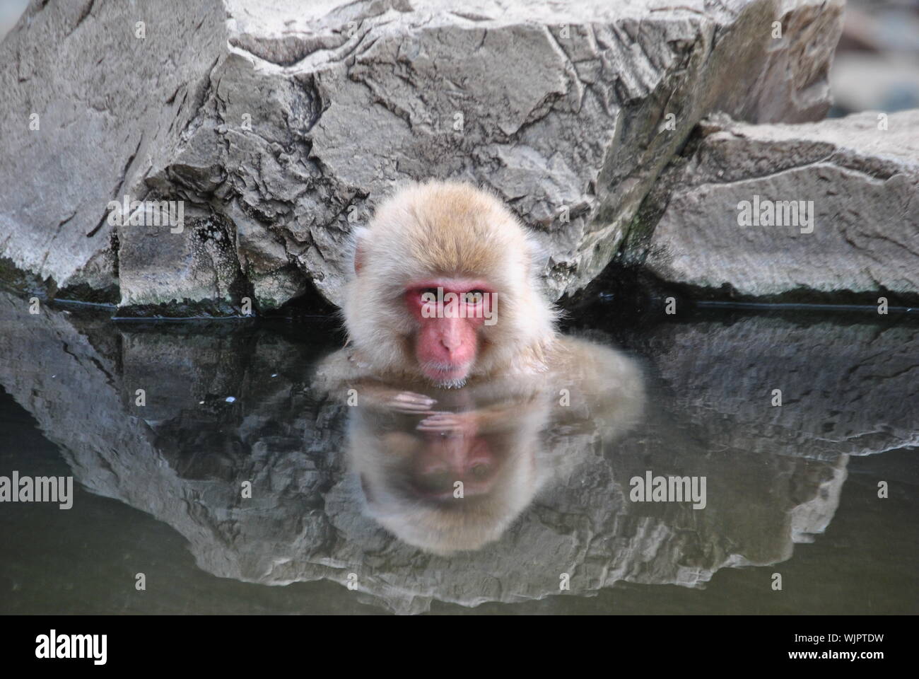 Monkey hot spring hi-res stock photography and images - Alamy