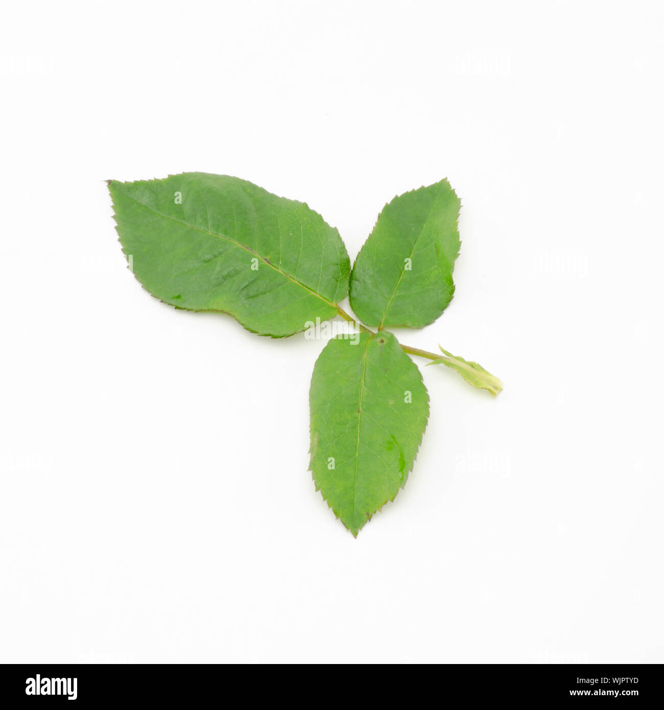 beautiful rose leave flower isolated on white background Stock Photo ...