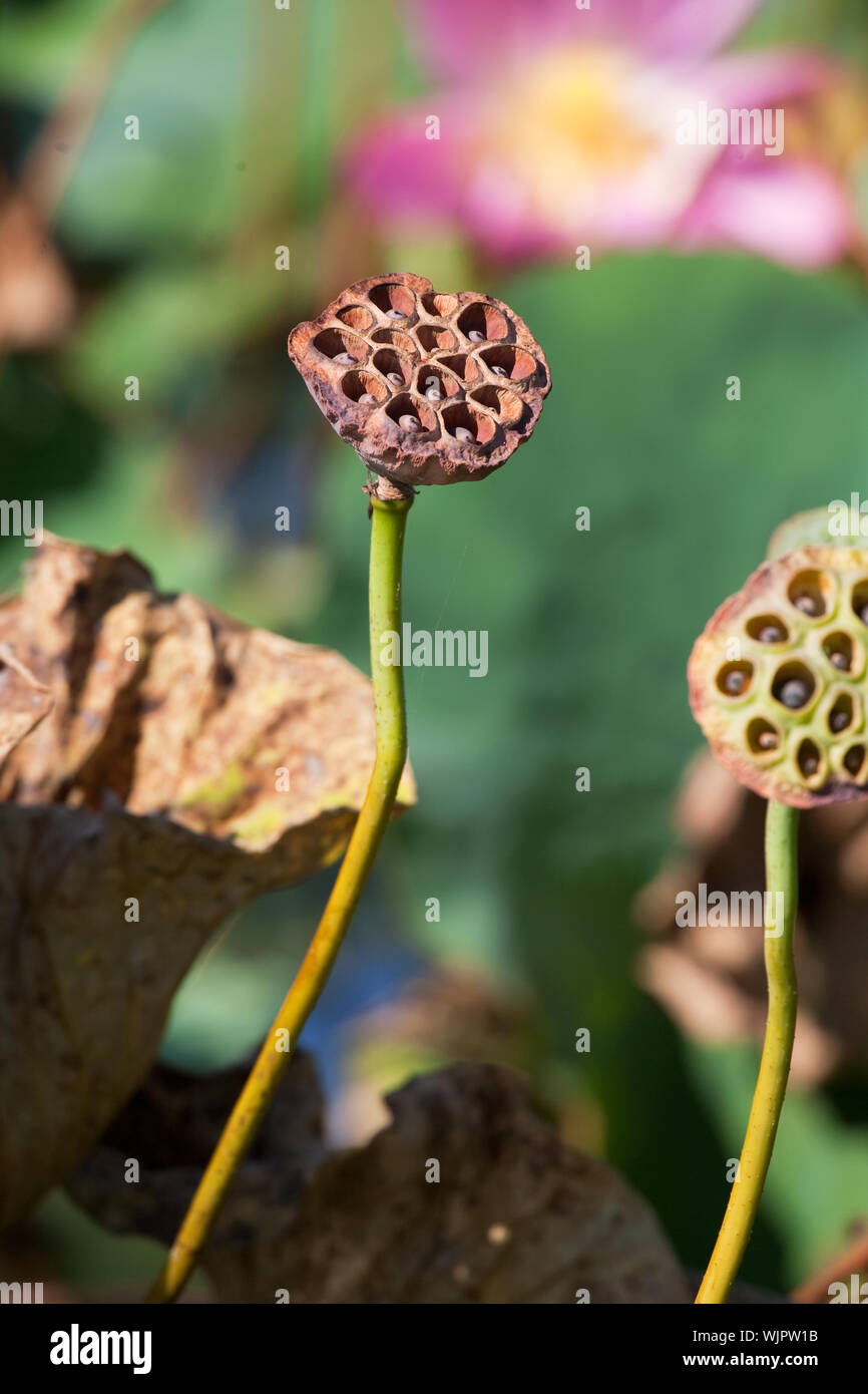 Seed of a Water Lily in dried flowers Stock Photo - Alamy