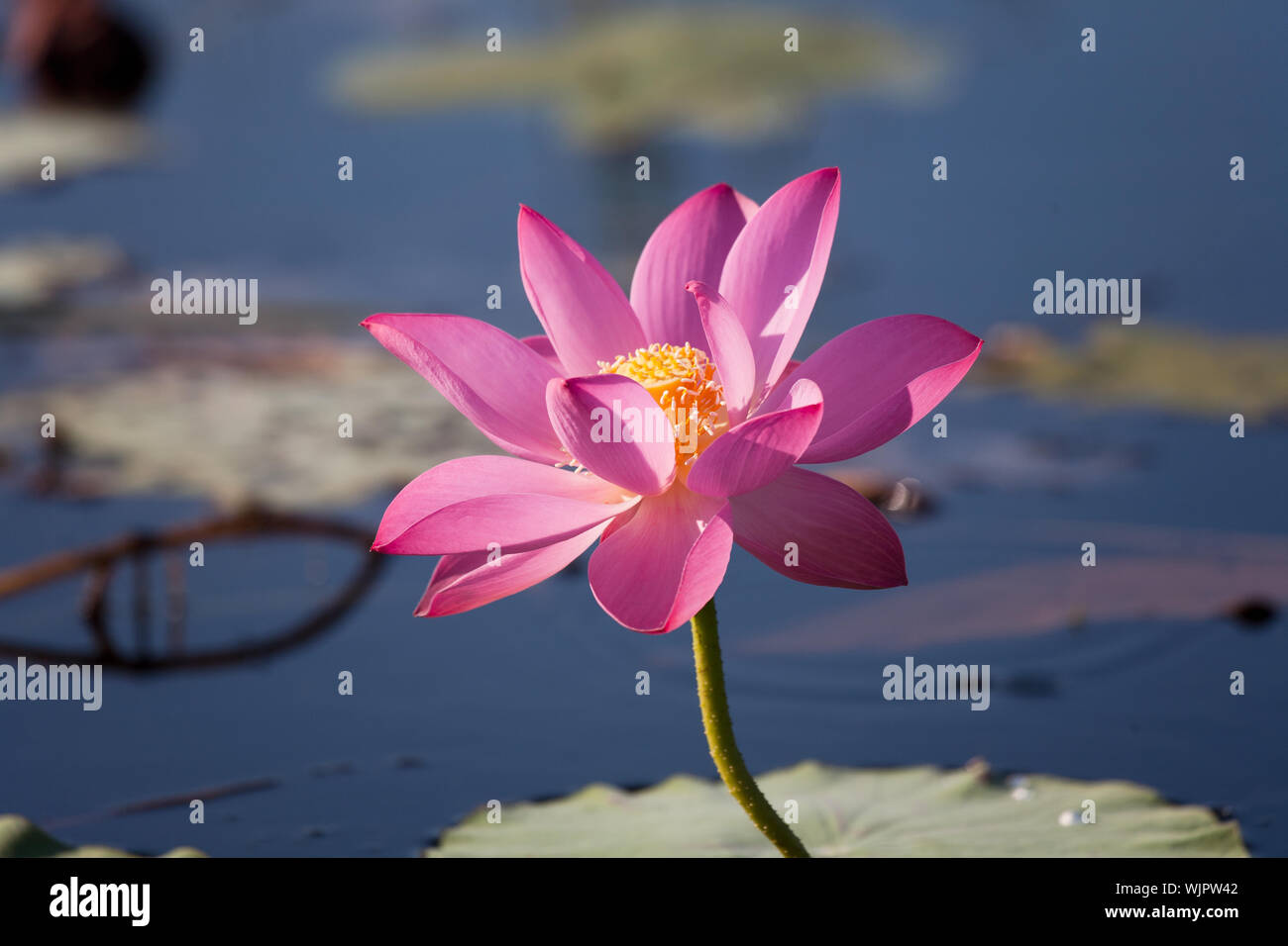 Pink water Lily in fresh blue water Stock Photo - Alamy