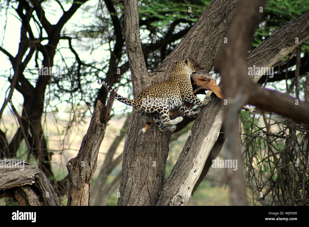 Tree climbing leopard hi-res stock photography and images - Alamy