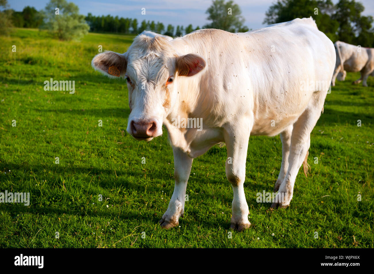 White cows in French pastures at the Bourgogne landscape Stock Photo ...