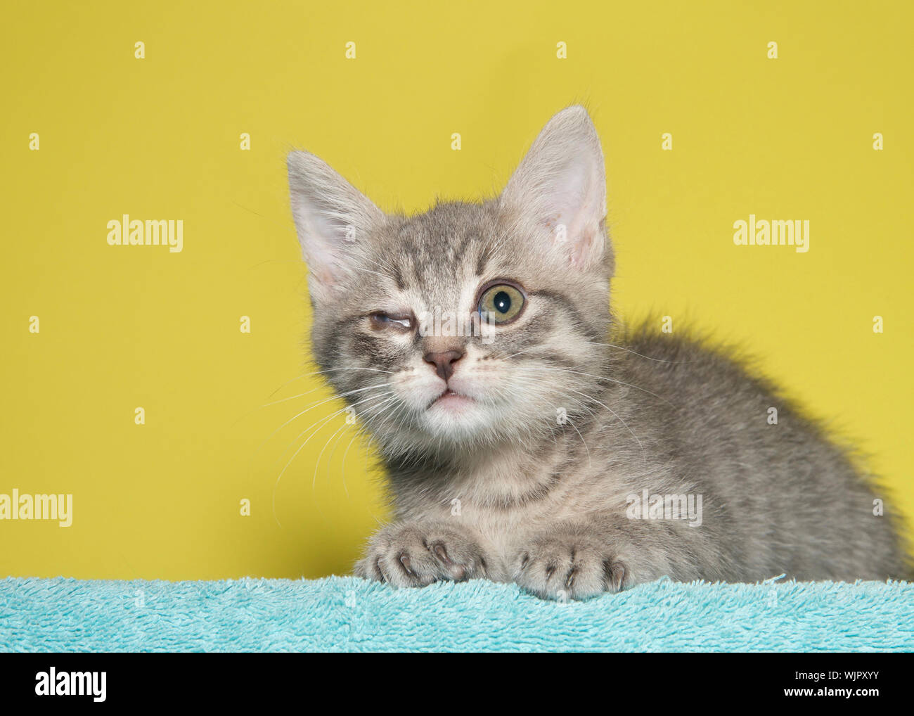 Young grey and tan tabby kitten with congenital defect of right eye ...