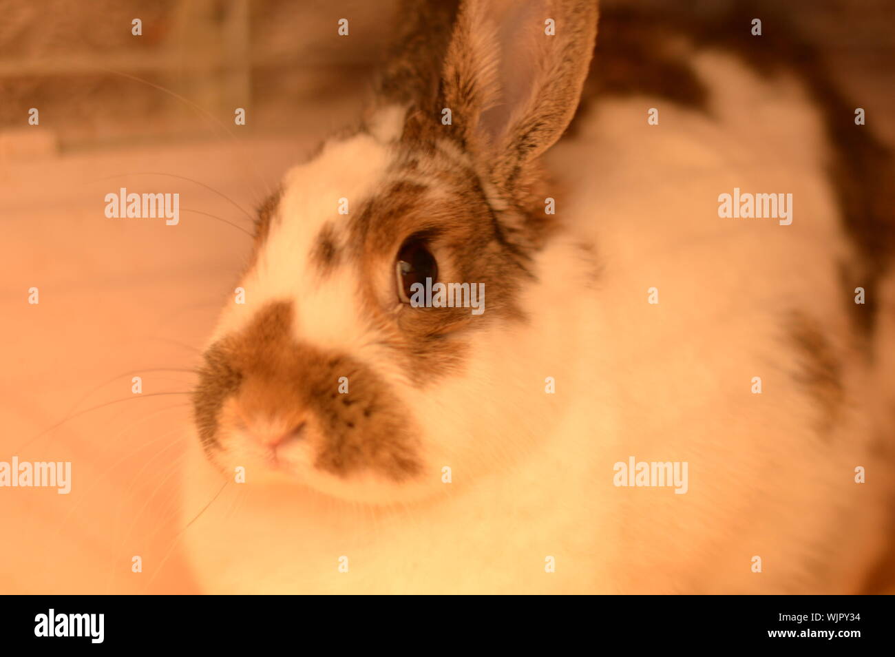 Spotted bunny hi-res stock photography and images - Alamy