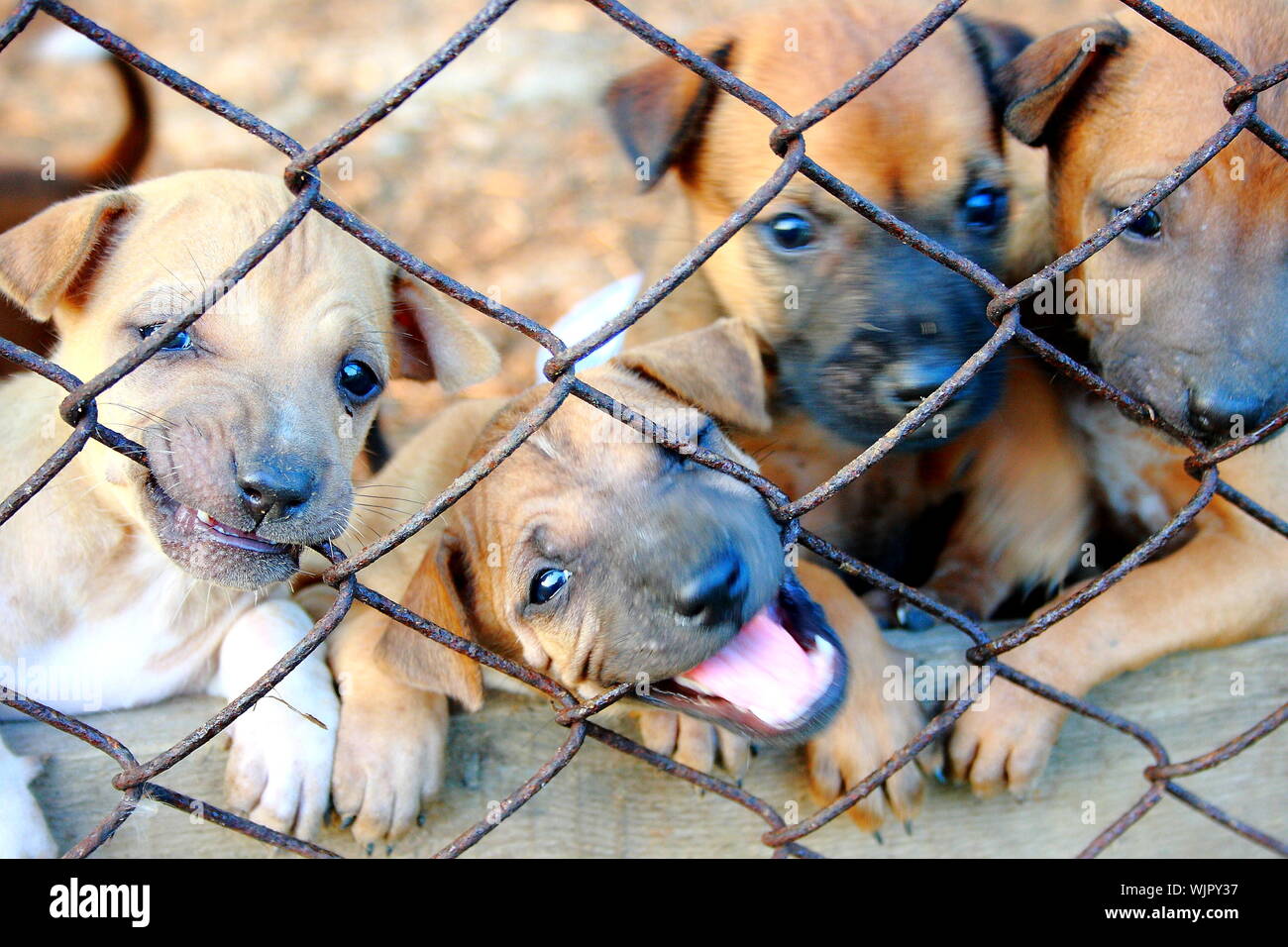Open chainlink fence hi-res stock photography and images - Alamy