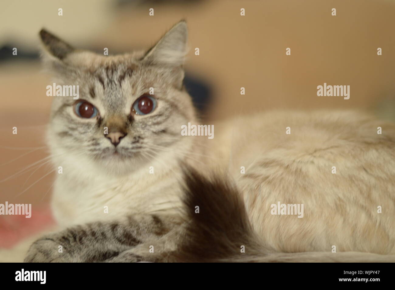 Fluffy kitty hi-res stock photography and images - Alamy