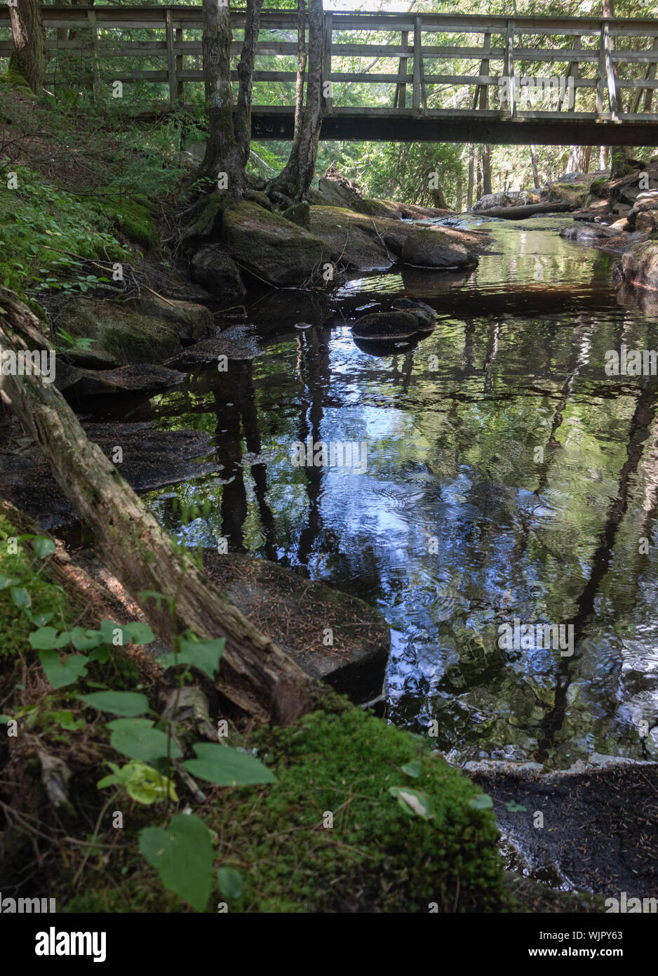 Muskoka River flowing through a green forest in summer with trees ...
