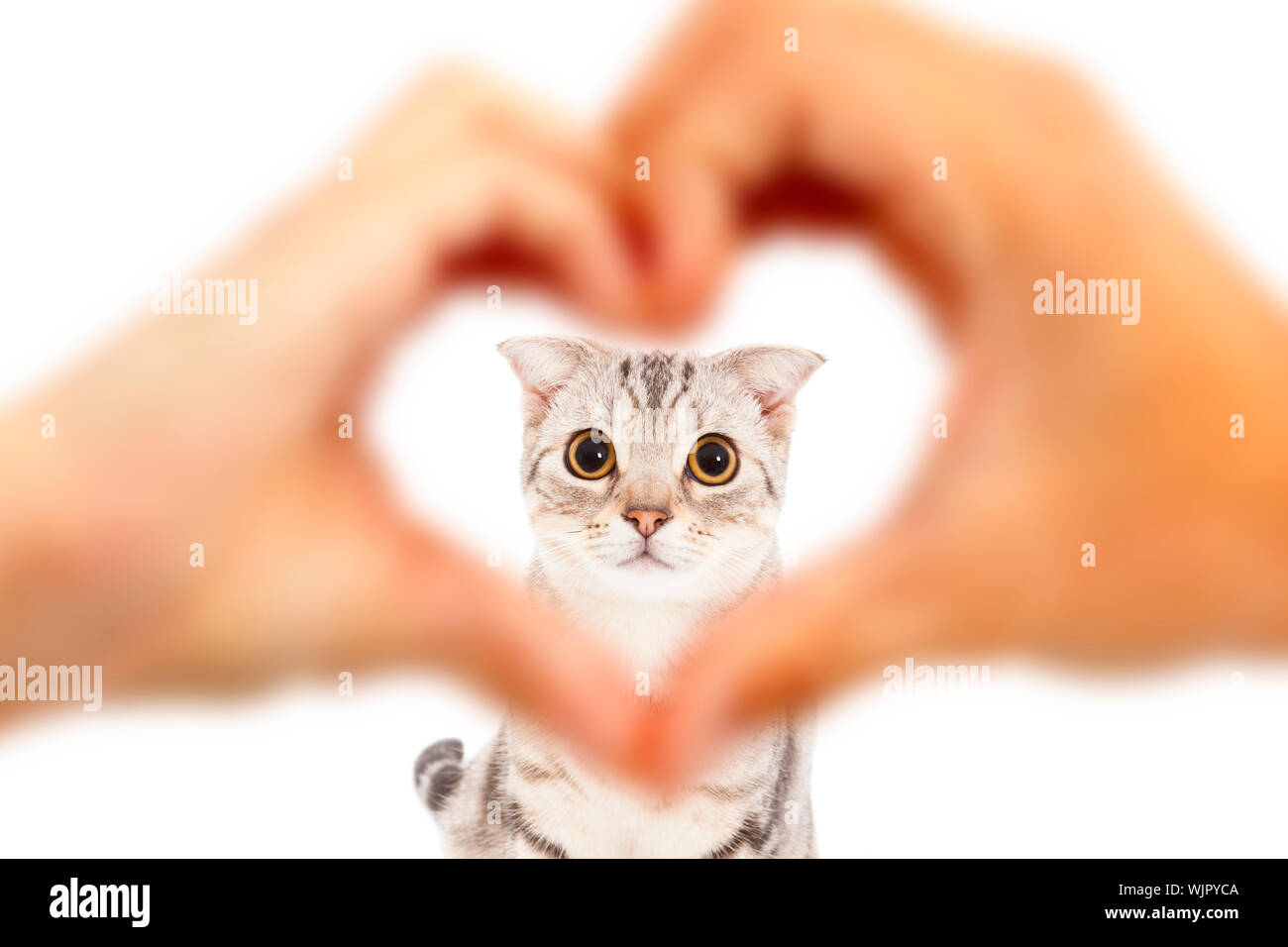 human hands make heart shape and cute cat Stock Photo - Alamy