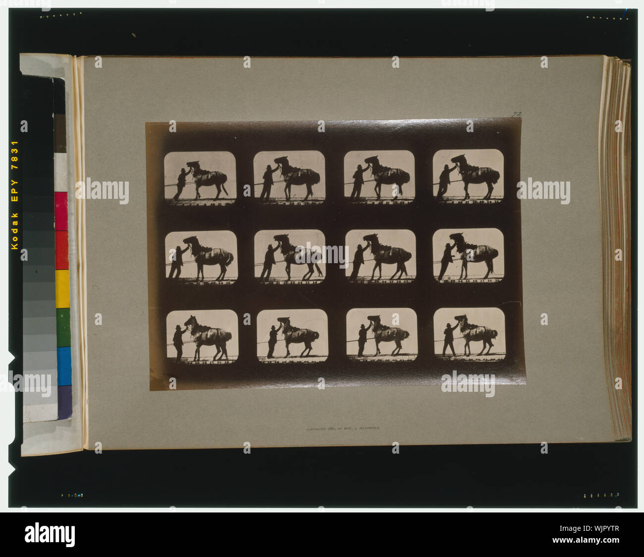 Horse maneuvers hi-res stock photography and images - Alamy