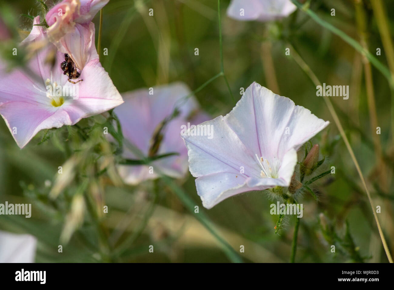 False Hedge Bindweed High Resolution Stock Photography and Images - Alamy