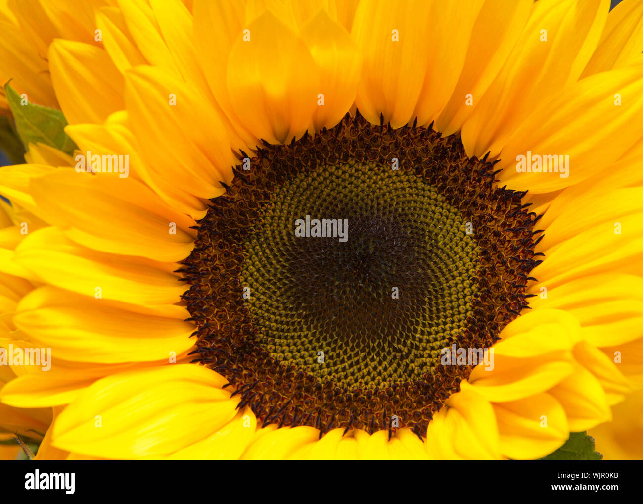 Top view flat lay close up of one giant sunflower flower Stock Photo ...