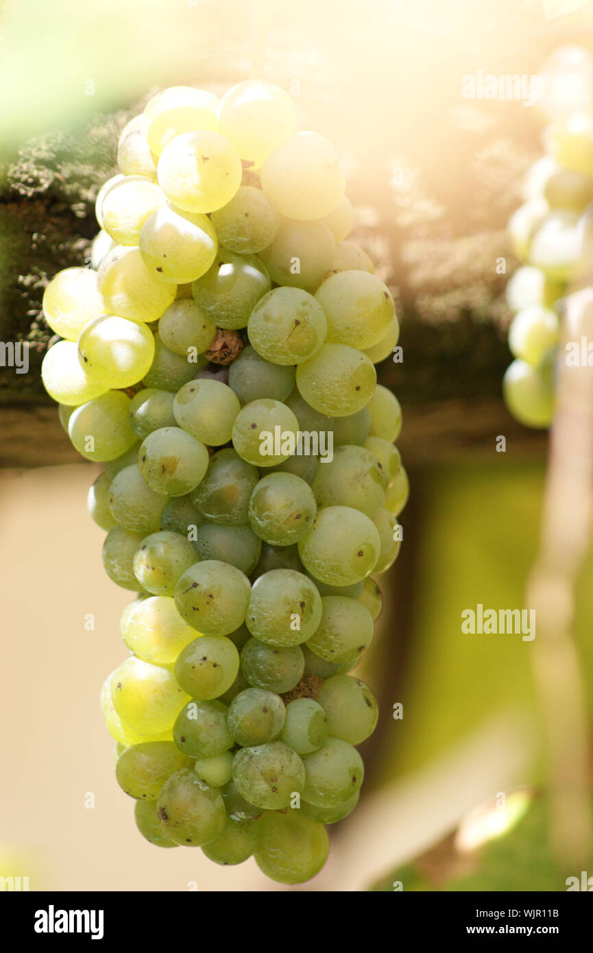 some sweet grapes before picking in september Stock Photo - Alamy
