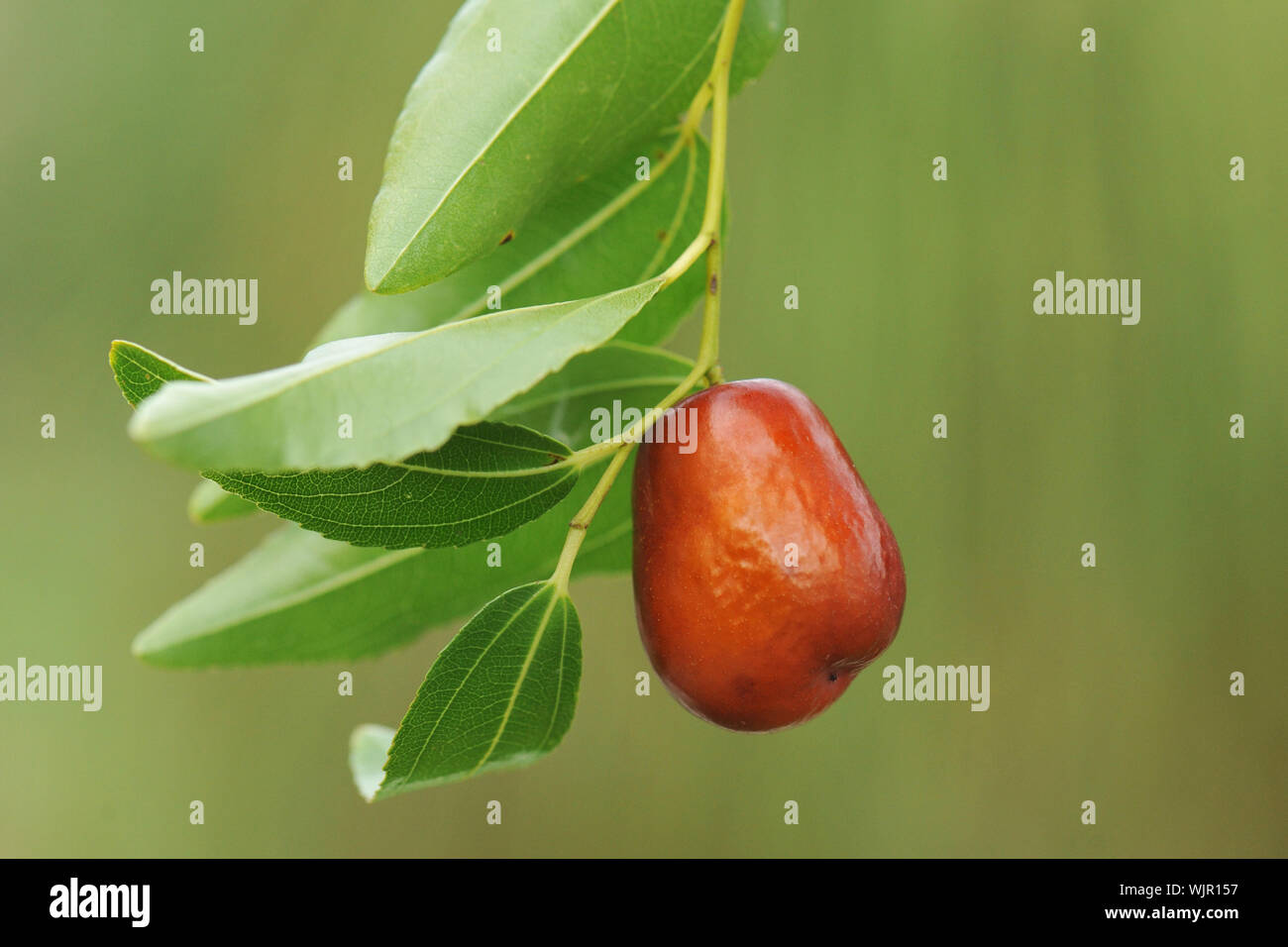 Jujube Tree High Resolution Stock Photography and Images - Alamy