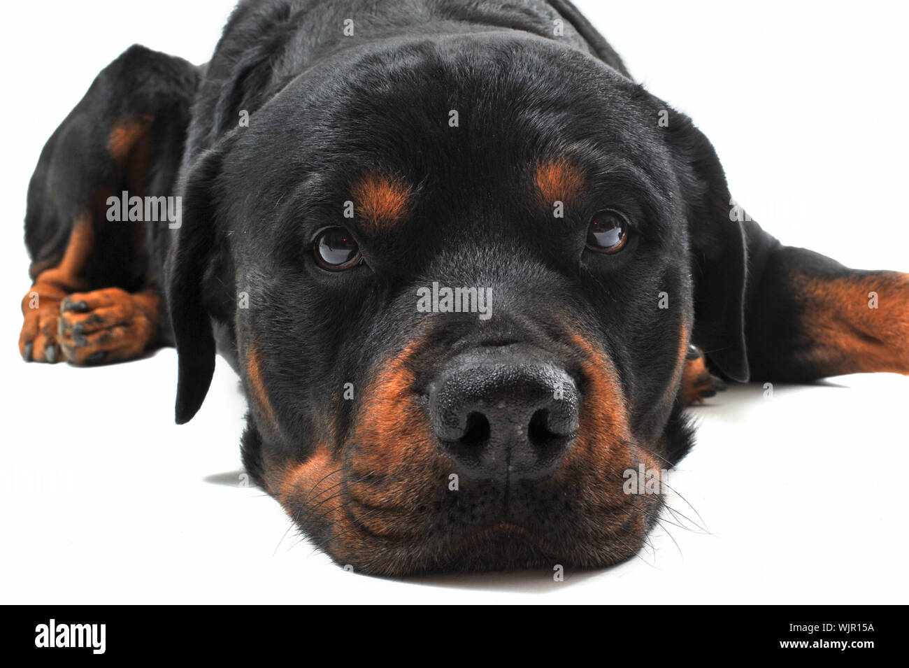 portrait of a purebred rottweiler in front of white background Stock ...