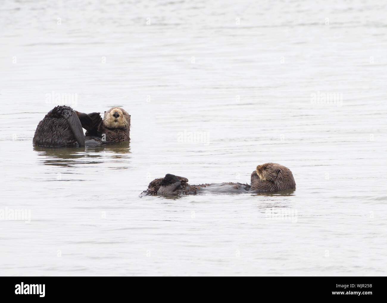 sea otters grooming meticulously while resting in shallow water. Sea ...