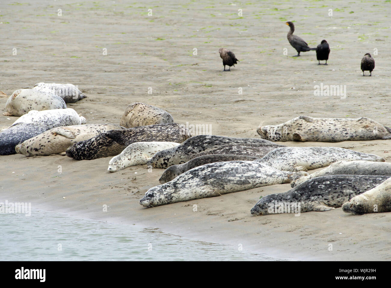 California hauled out beach hi-res stock photography and images - Alamy