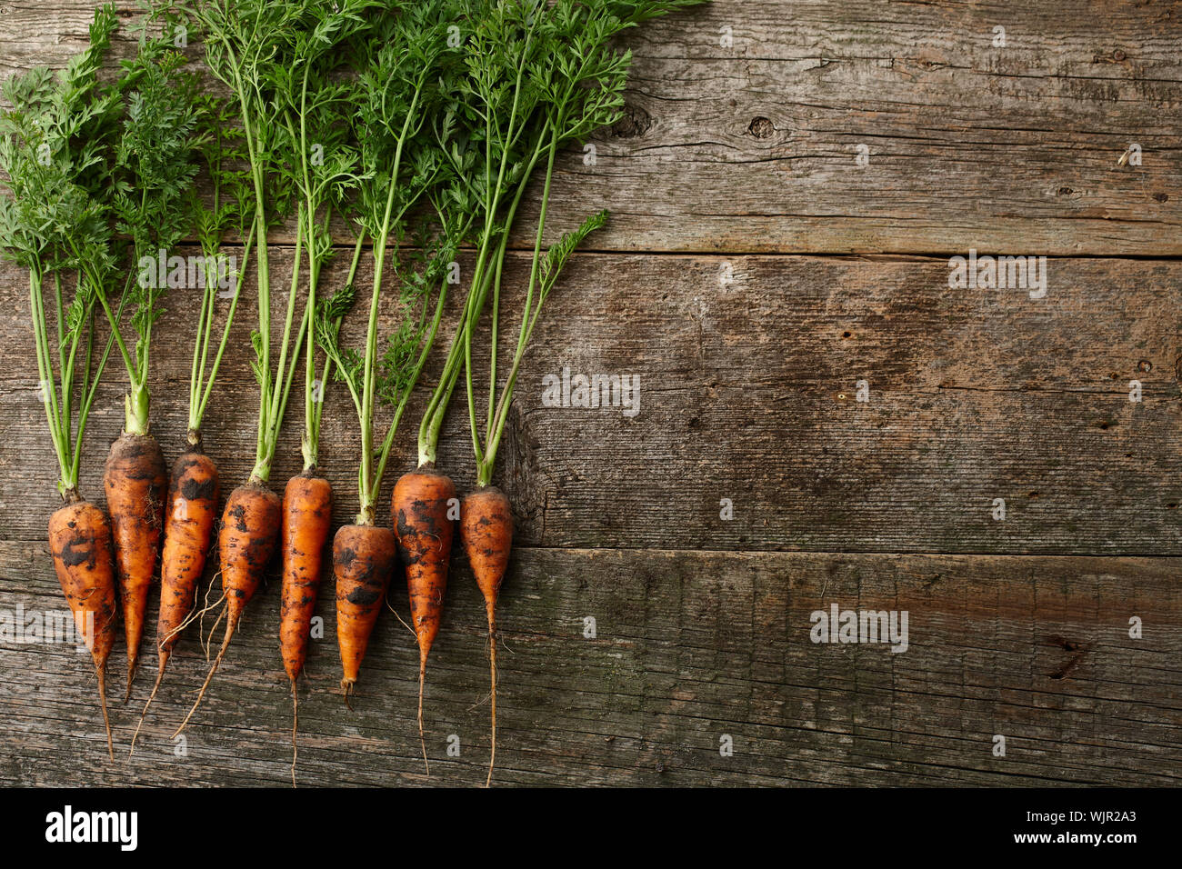 Bunch of fresh unwashed carrots with greens on old wooden planks, top ...