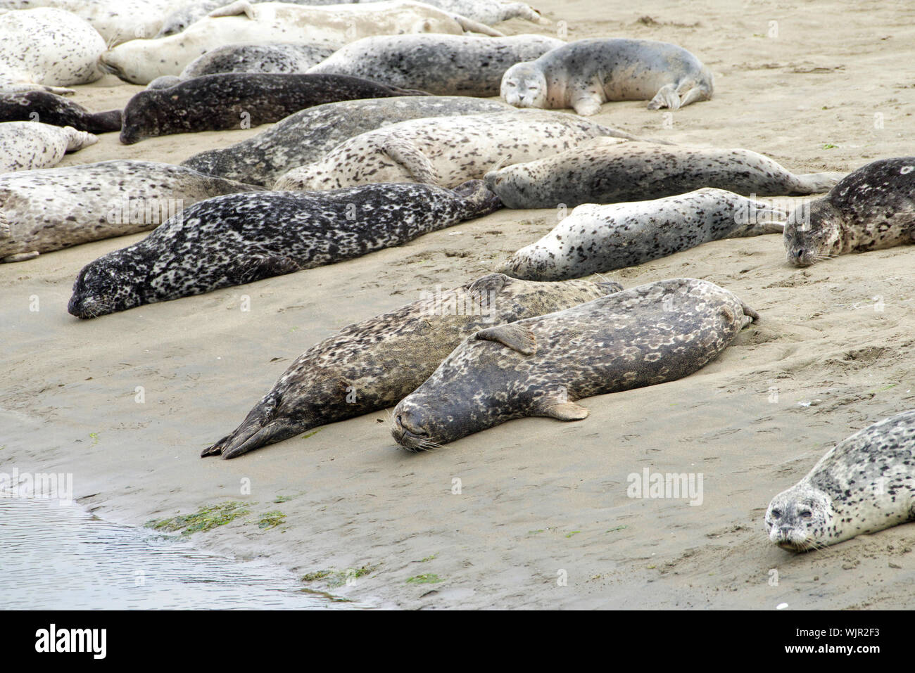 Many harbor seals hauled out on sandy beach in Northern California ...